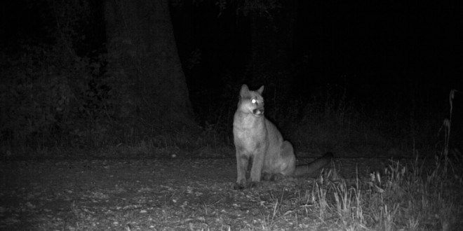 Looking back on 40 years of Jasper Ridge | Stanford Daily