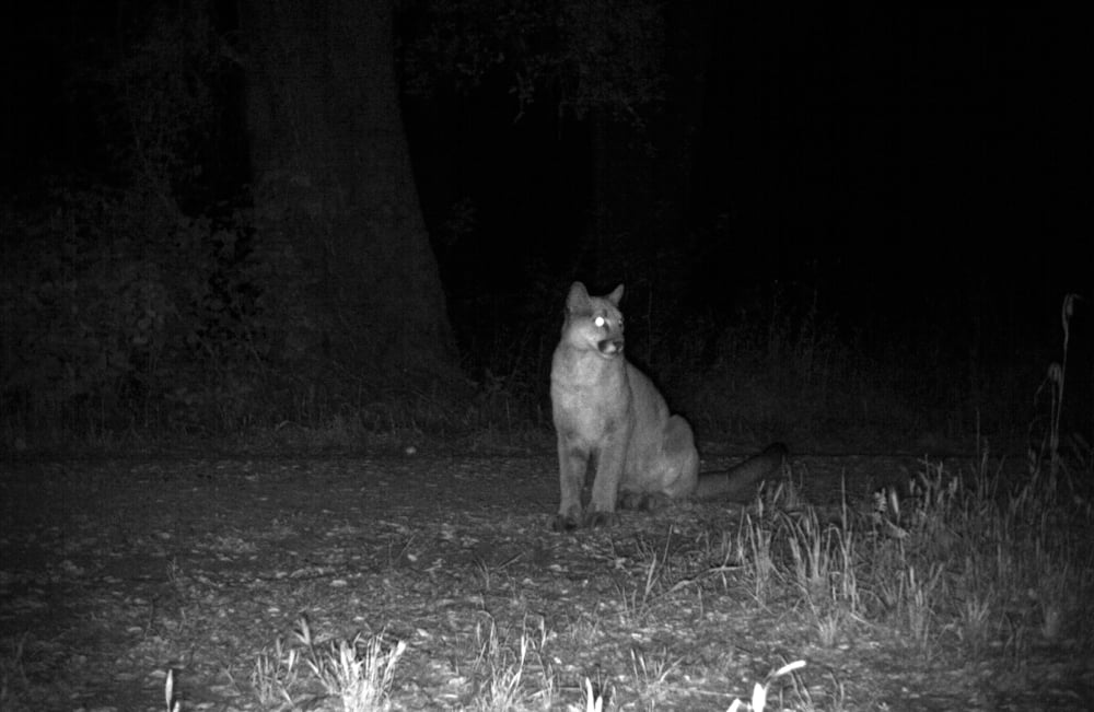 Looking back on 40 years of Jasper Ridge