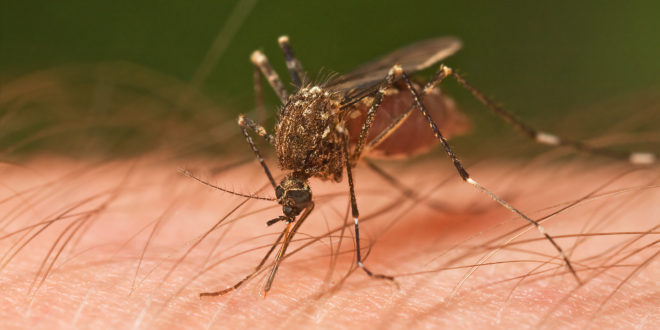 Mosquitoes are evil | Stanford Daily
