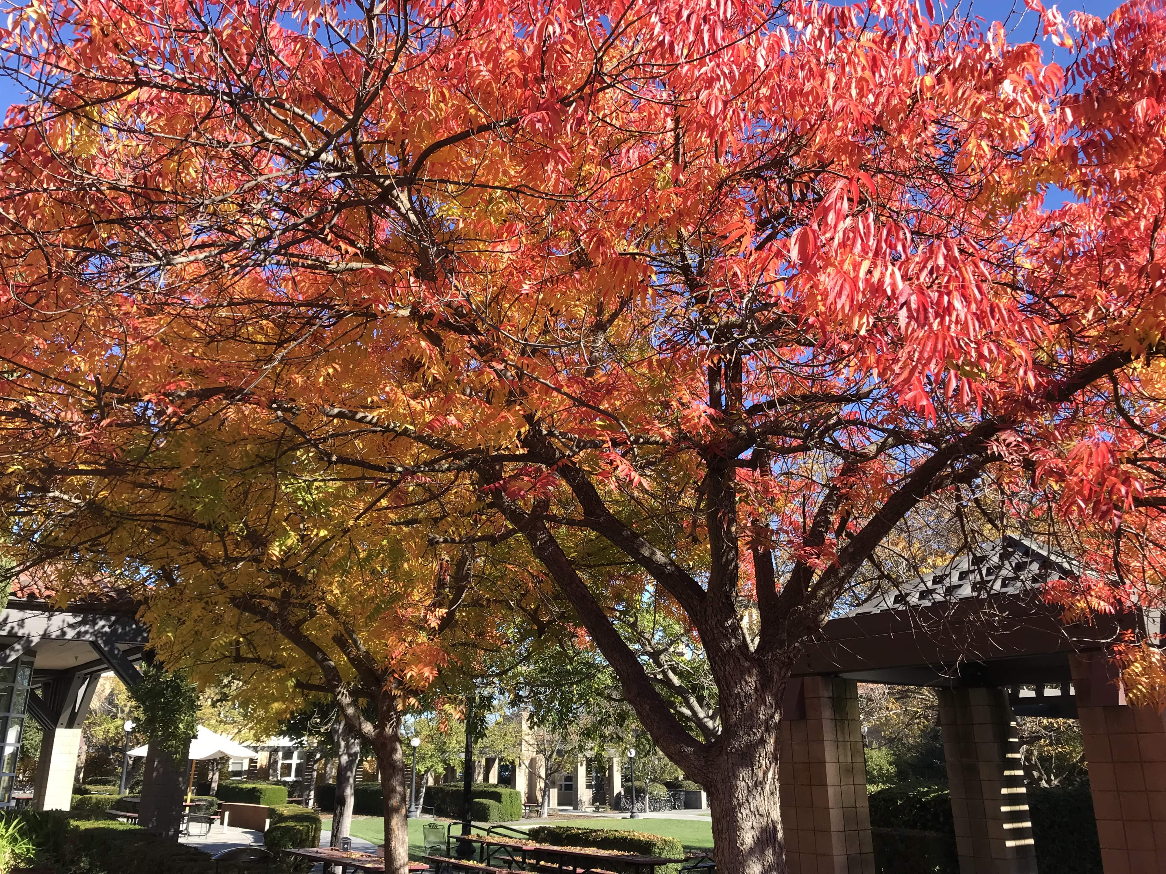 Trees of Stanford website details University’s rich botanical landscape ...